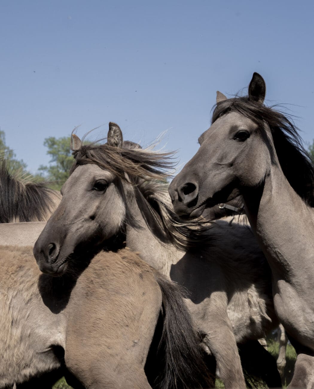 Dülmener Wildpferde: Alles nur Show?